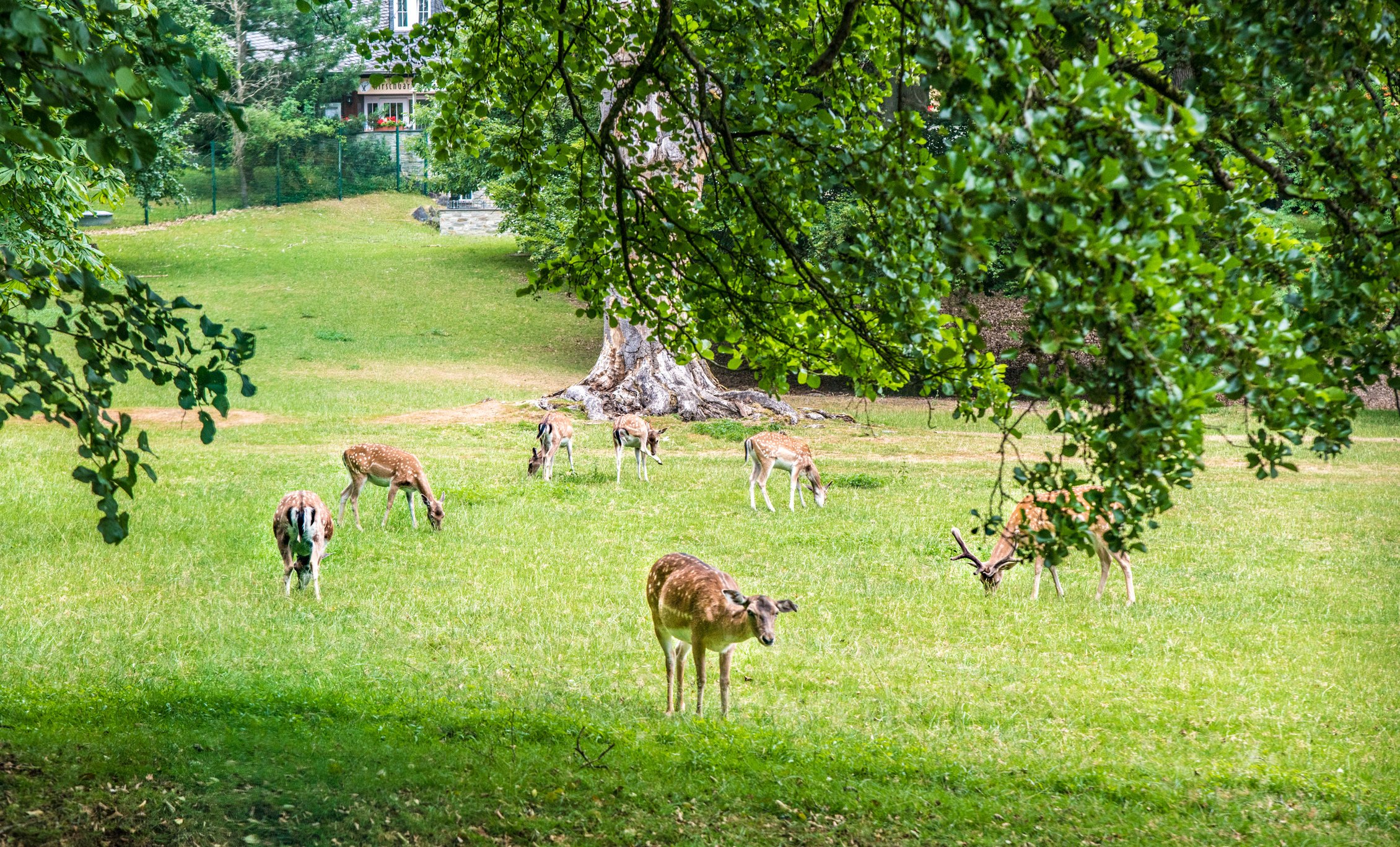 Hirschgarten Bad Homburg | Bad Homburg v. d. Höhe