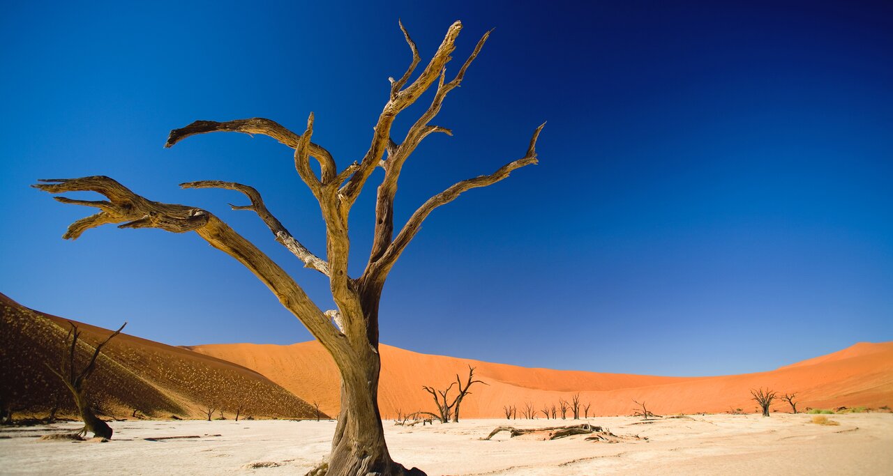 Reiner Harscher | Bad Homburg v. d. Höhe